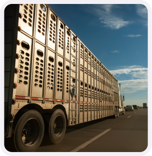Roll On Dispatch | Livestock Trucking Software